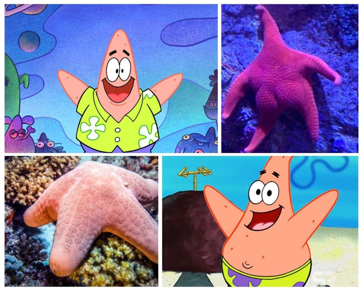 Patrick Star Uncovered: 20 Quirky Facts